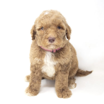 Wolf River Bernedoodles