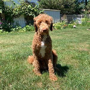 Upcoming Litters | Wolf River Bernedoodles